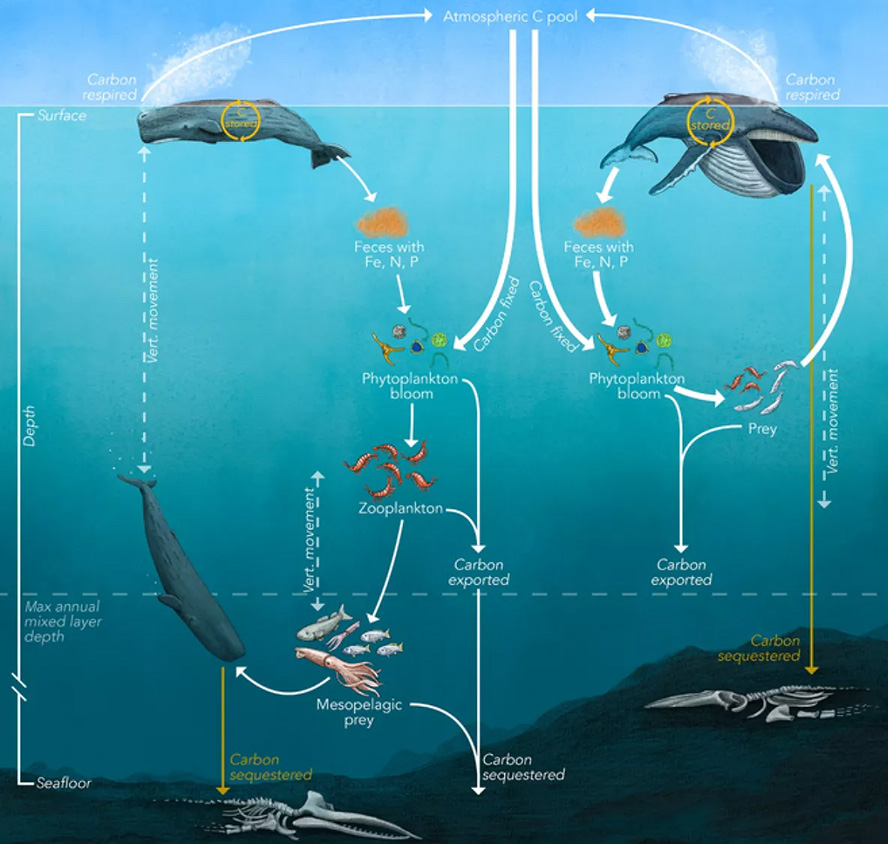 Il faut sauver les soldats baleines ! | Énergies de la Mer